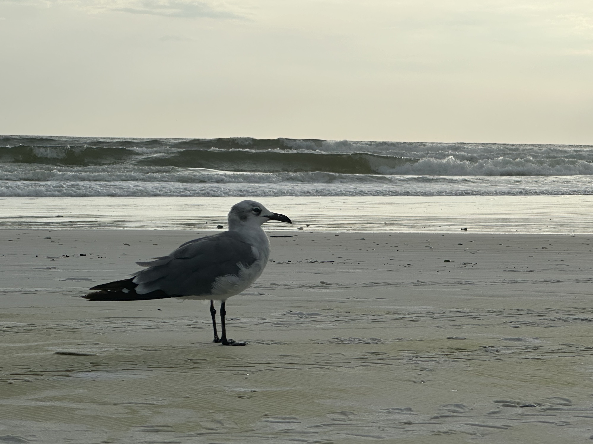 Regal Seagull | Monday Mindfulness